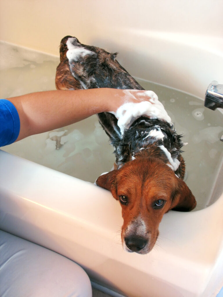 Pamper Your Pup: The Ultimate Guide to DIY Doggie Spa Day - Off Leash ...
